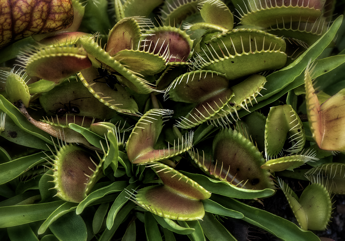 Venus Flytrap – Dan Routh Photography