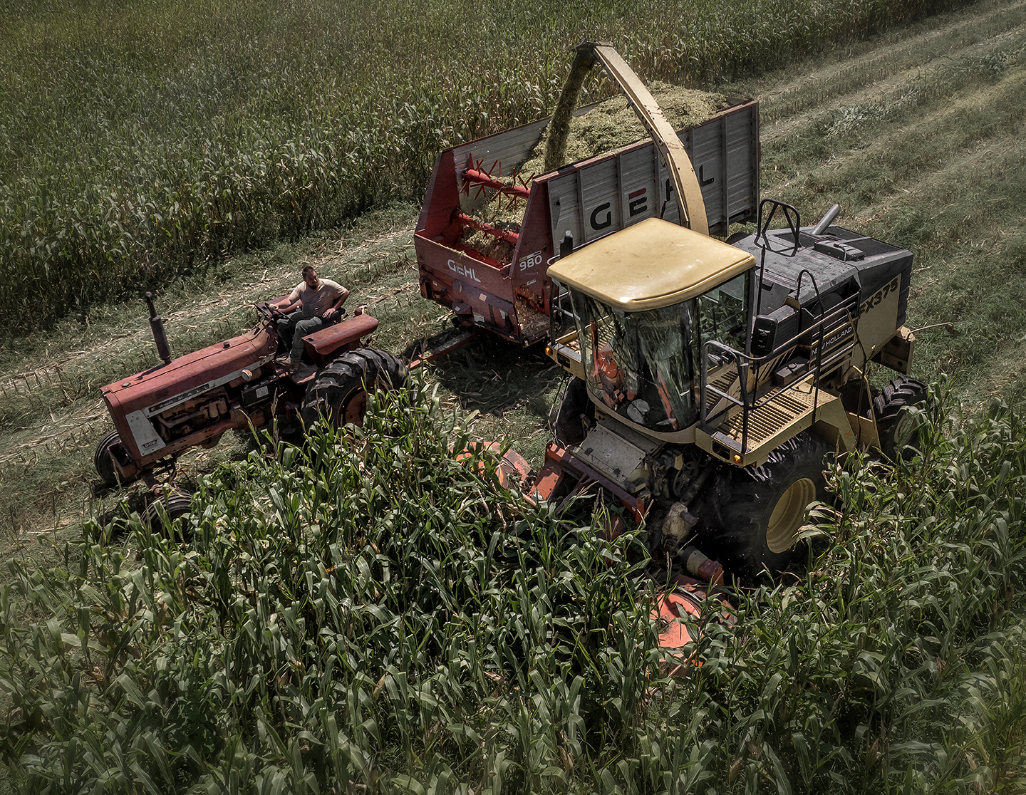 Chopping and Bagging Corn – Dan Routh Photography