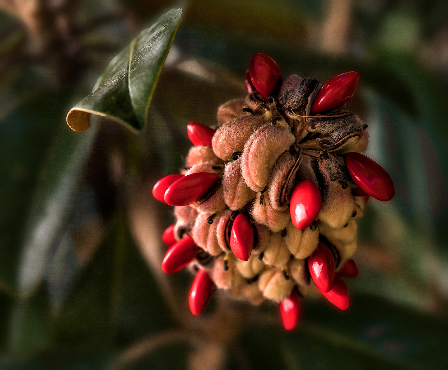 Magnolia Seeds – Dan Routh Photography