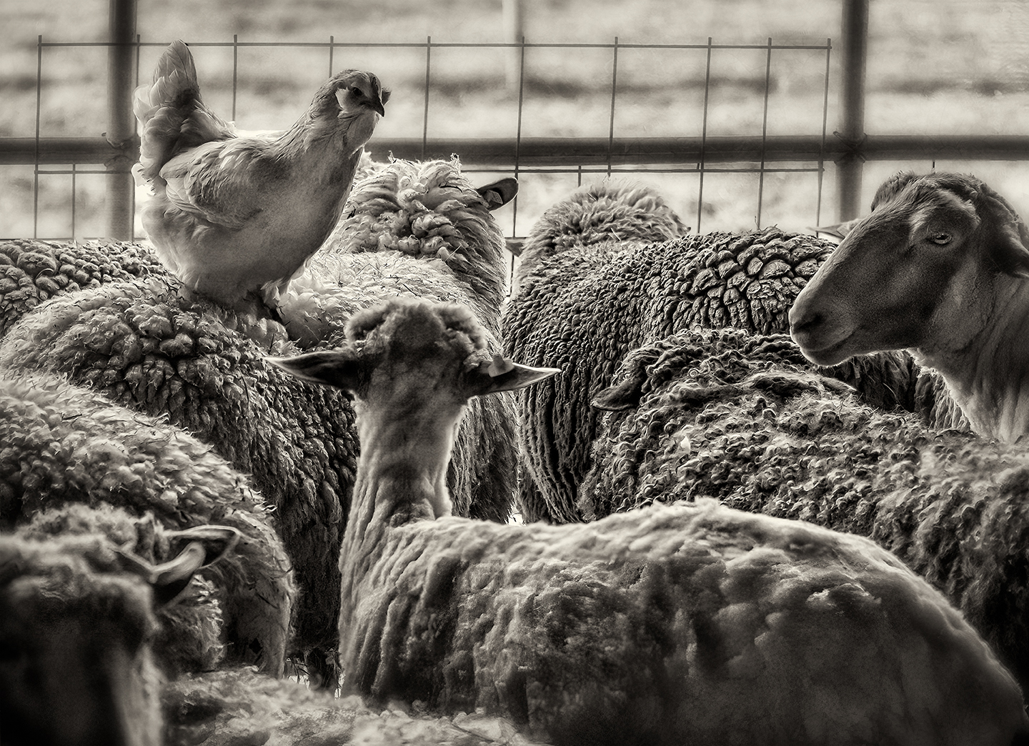 Working at Providence Farm – Dan Routh Photography