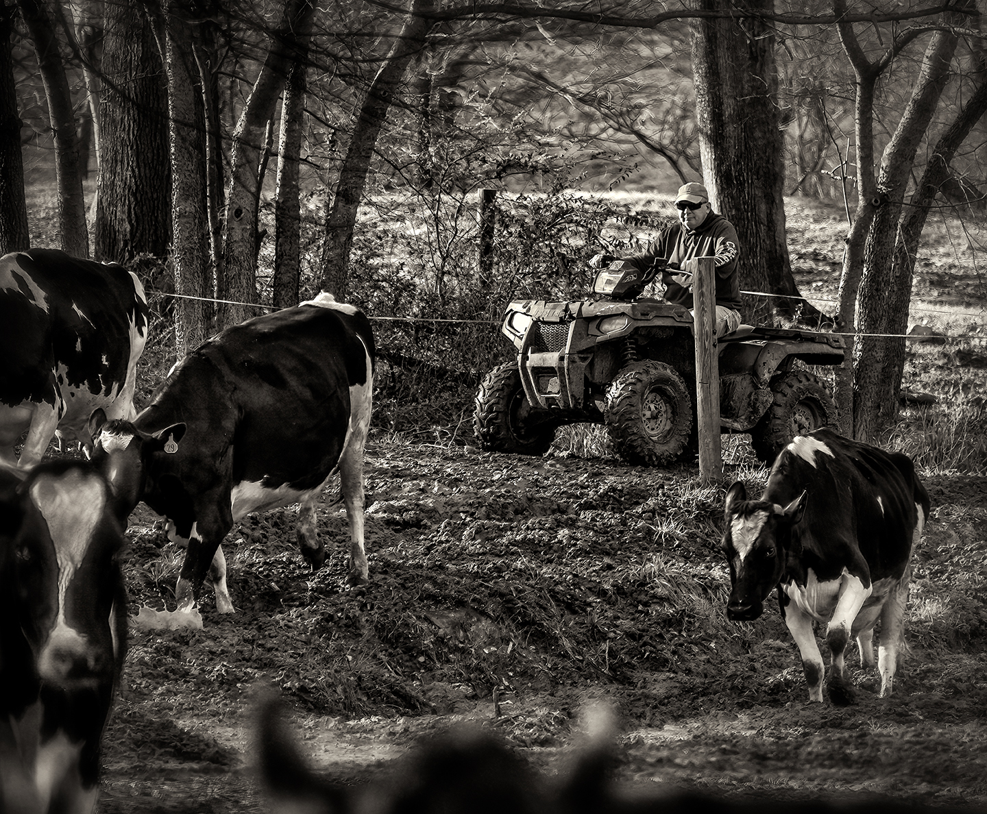 Bringing in the Cows – Dan Routh Photography