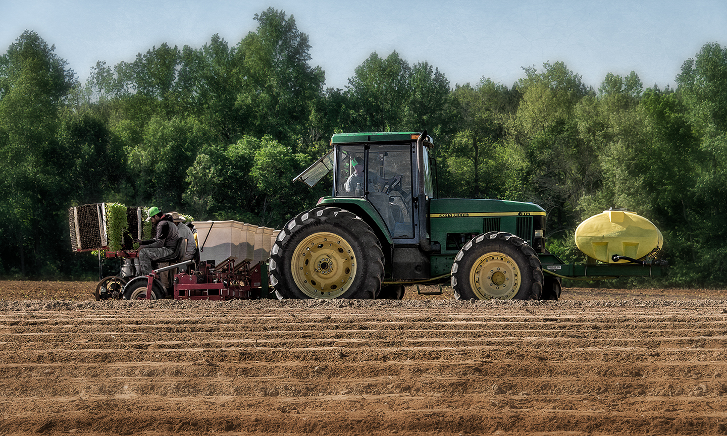 Tobacco Planting – Dan Routh Photography