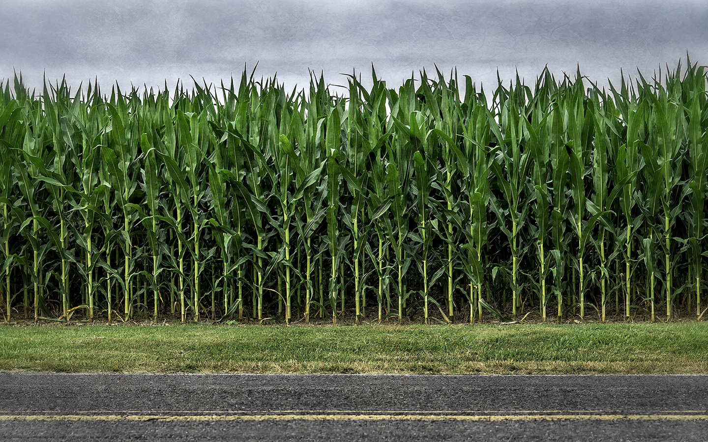 Roadside Corn – Dan Routh Photography