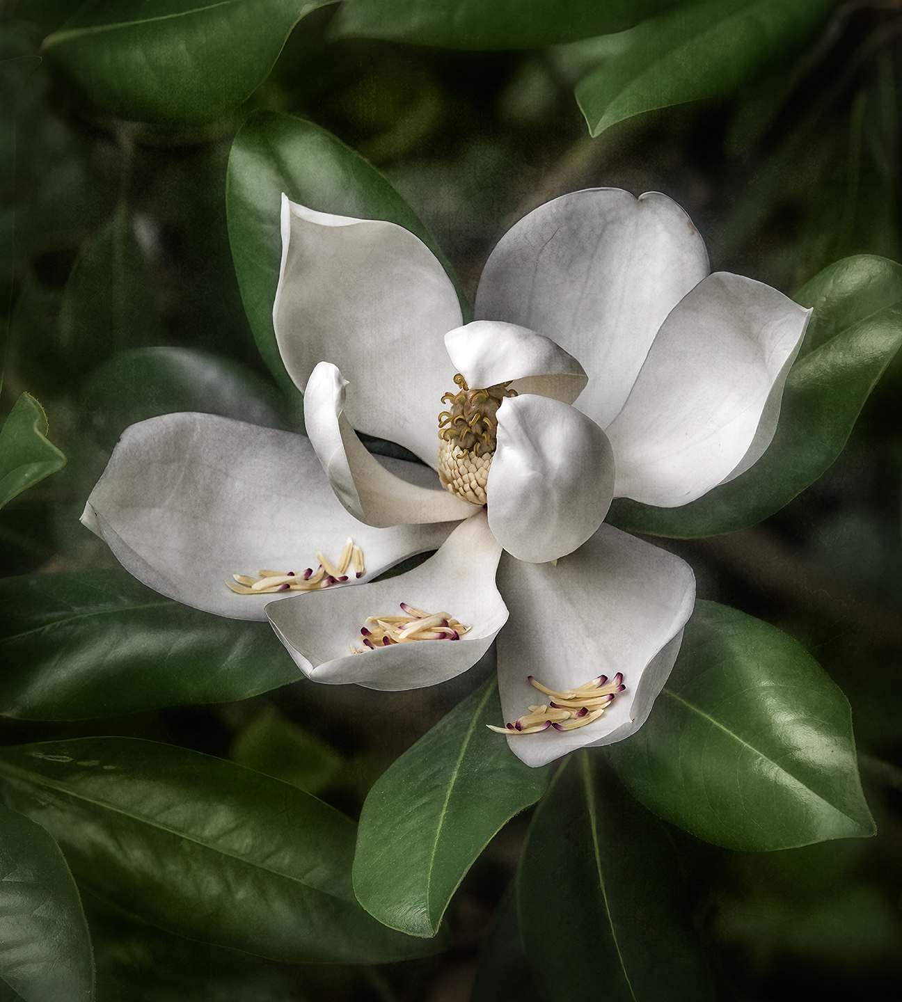 Magnolia in Color – Dan Routh Photography