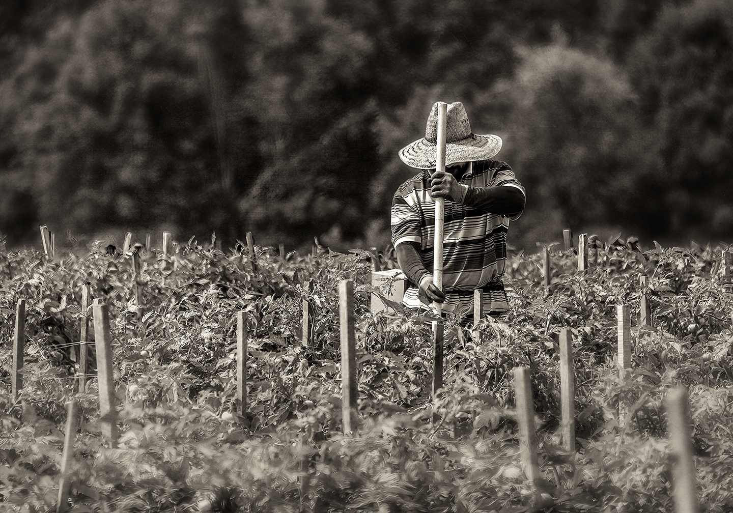Farmworker – Dan Routh Photography
