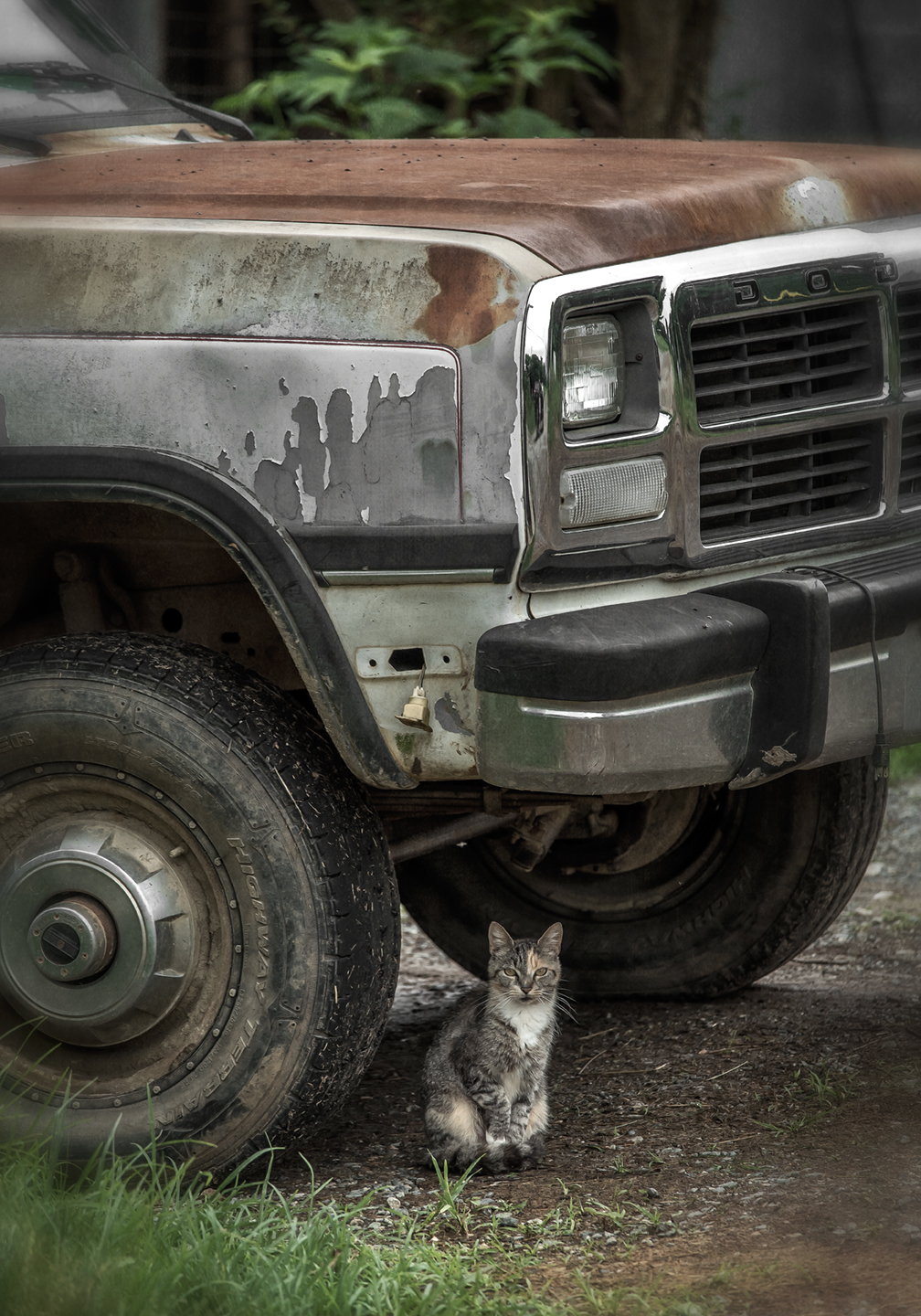 Farm Cat – Dan Routh Photography