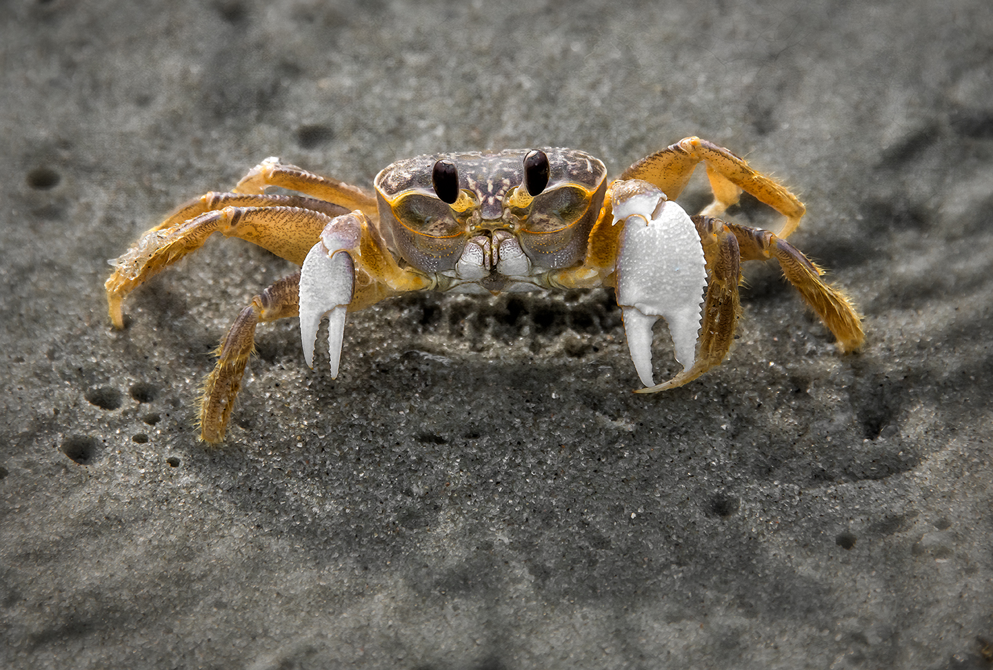 Crabby Monday – Dan Routh Photography