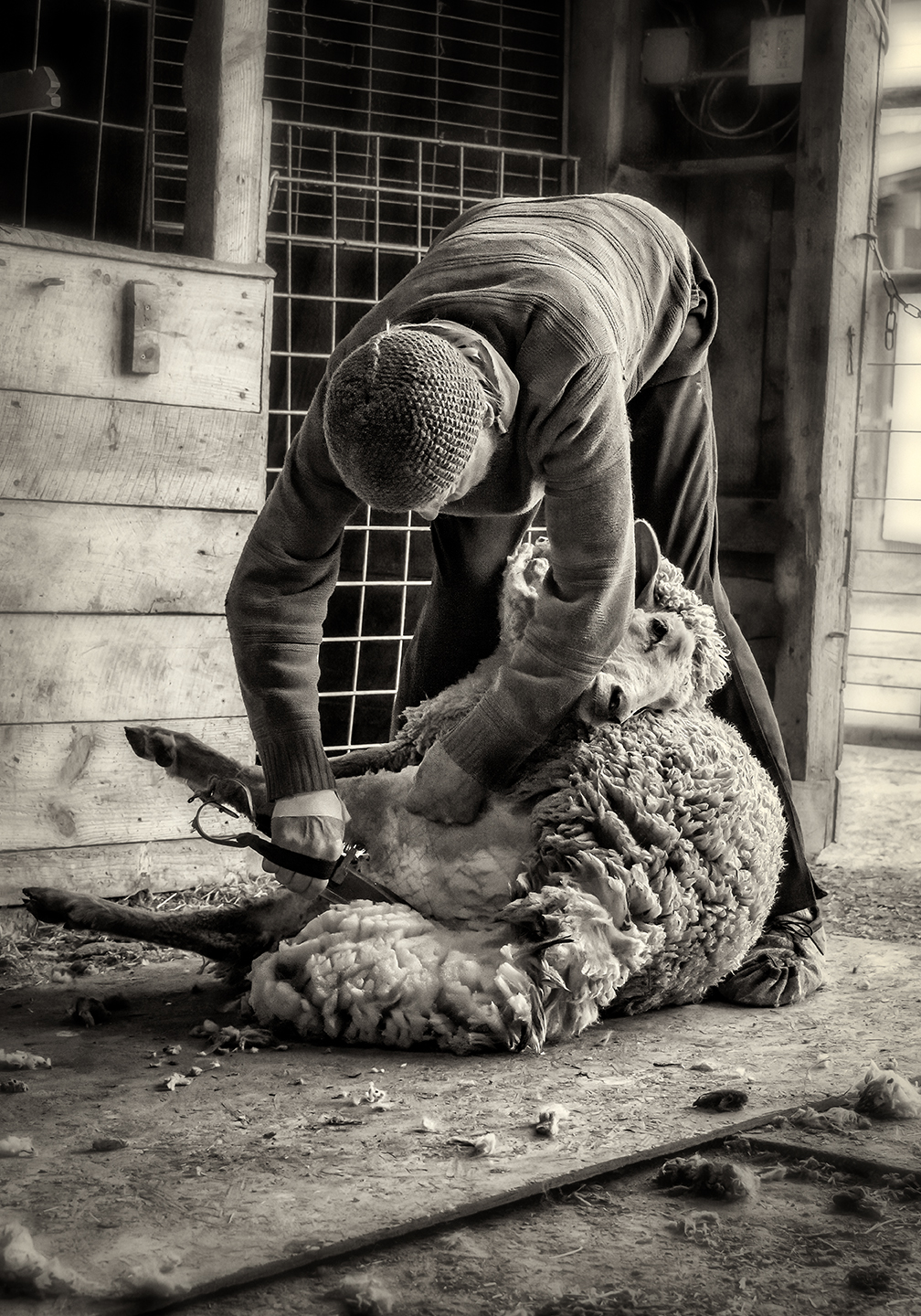 Blade Shearing – Dan Routh Photography