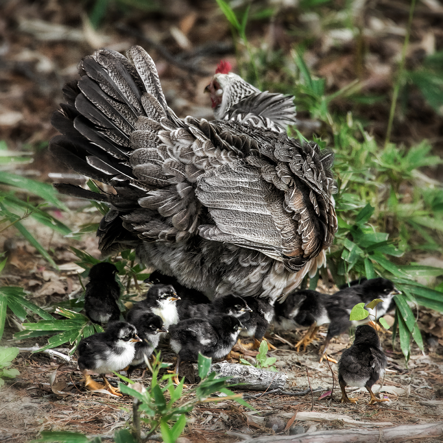 Hen and Biddies – Dan Routh Photography