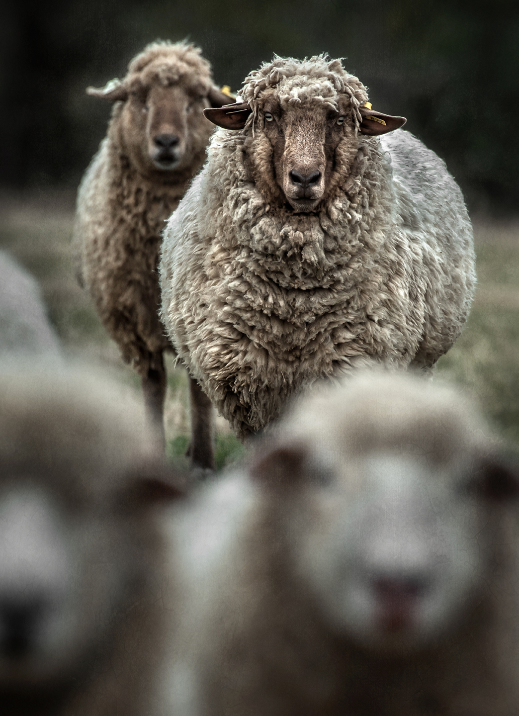 Sheep Farm – Dan Routh Photography