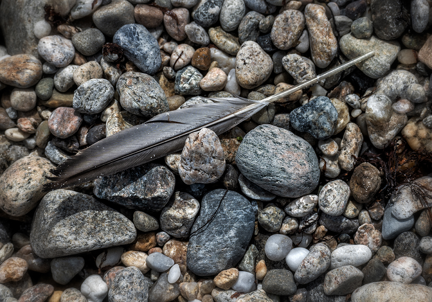 Cape Cod Beach and Feather – Dan Routh Photography