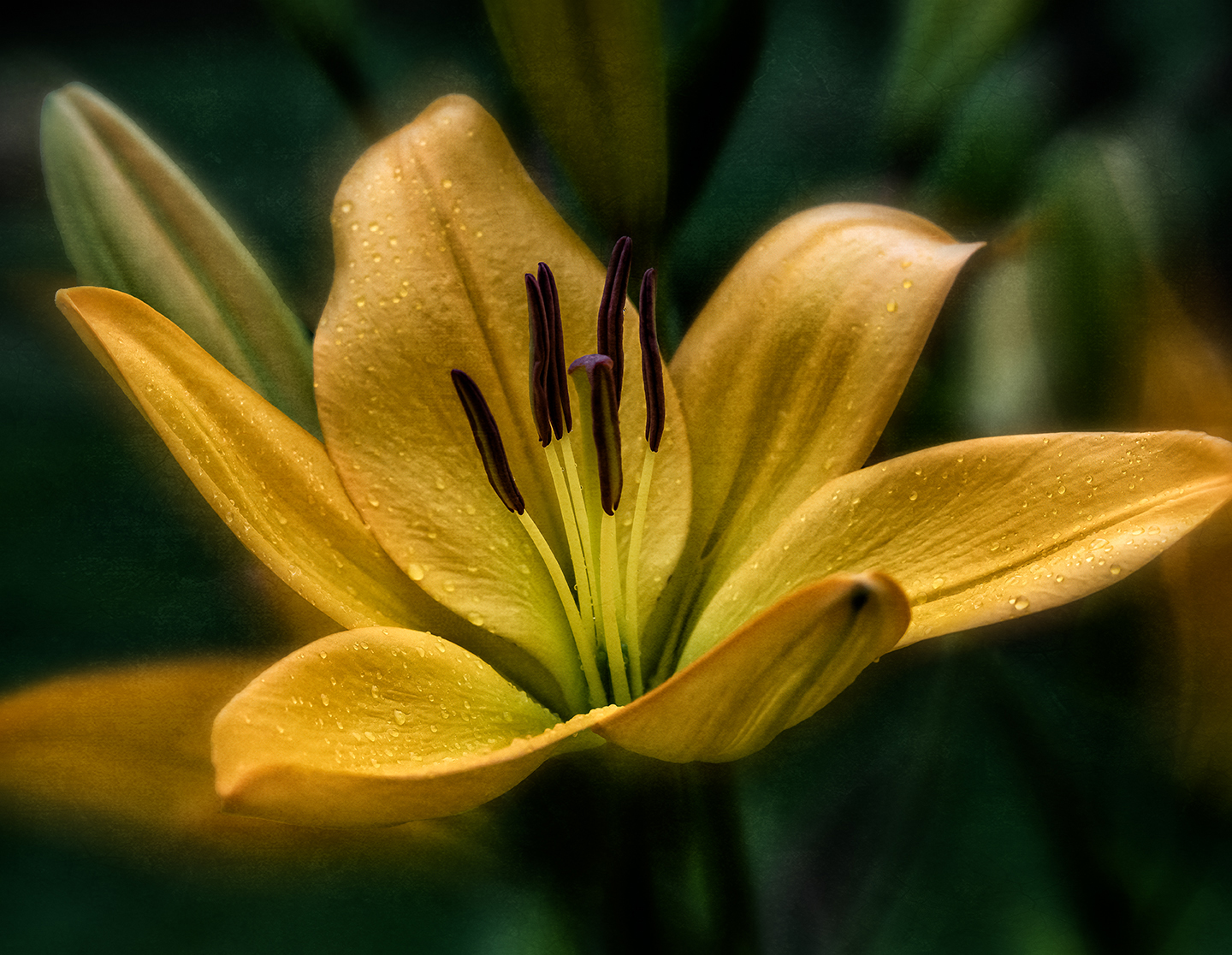 Golden Stargazer Lily – Dan Routh Photography