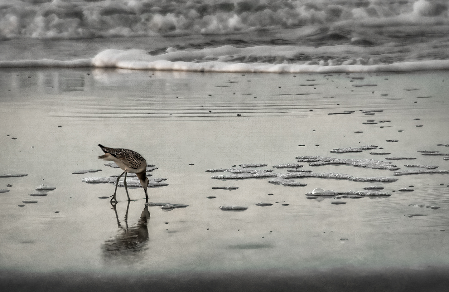 Sandpiper Feeding – Dan Routh Photography