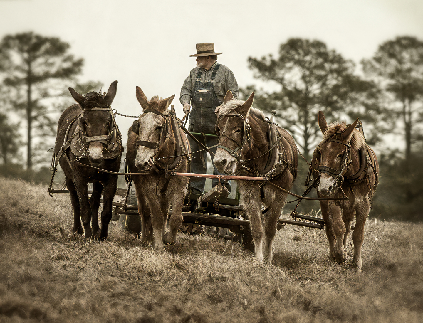 Four Mule Hitch – Dan Routh Photography